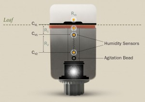 Measuring stomatal conductance: Origins of the Leaf Porometer