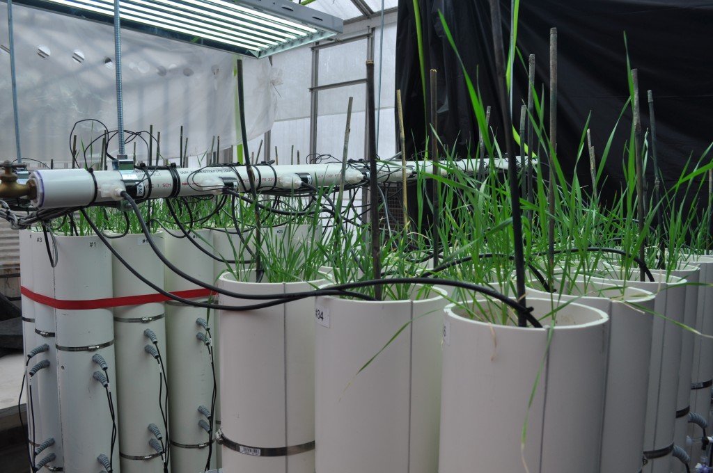 Plant Level view with irrigation system (1) - Environmental Biophysics